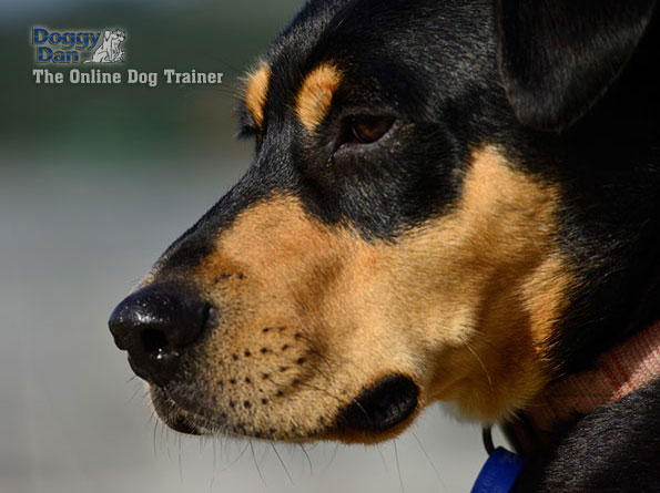 Doggy Dan - Does Your Dog Have 1 of These 5 Ugly Behavior?